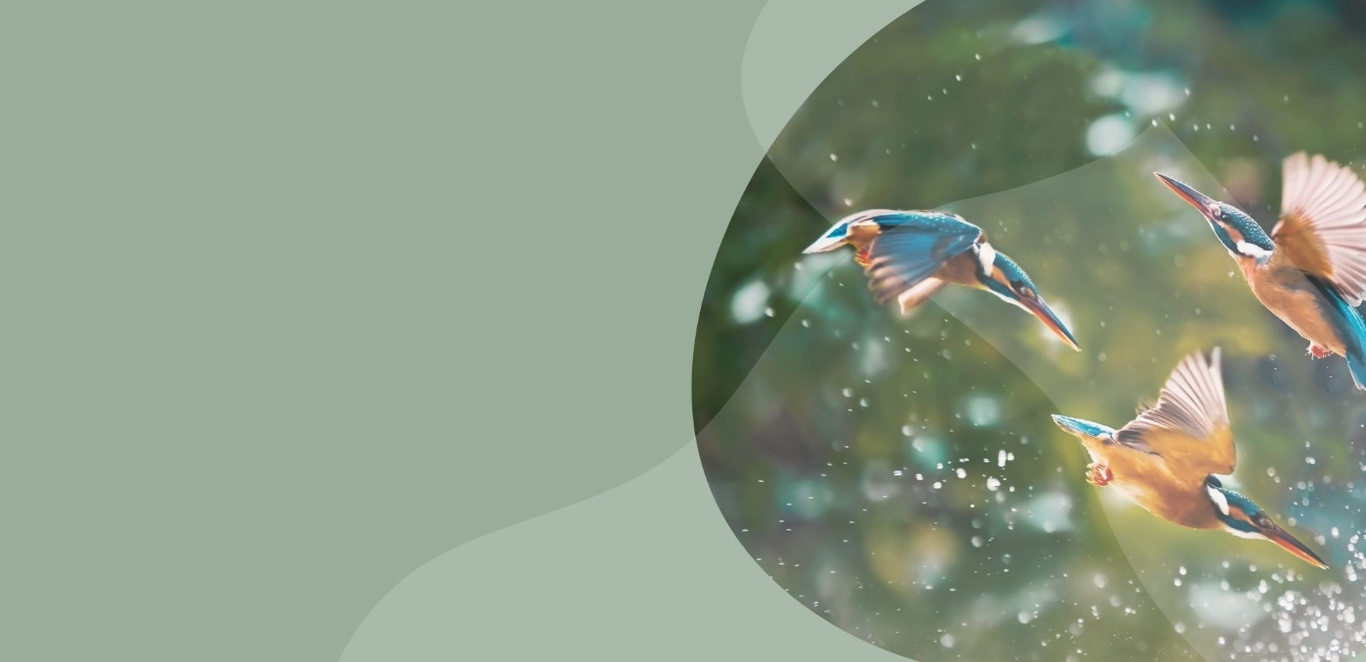 Programs - EFFF Lifestyle & Wellbeing Coaching Maitland, Hunter Valley